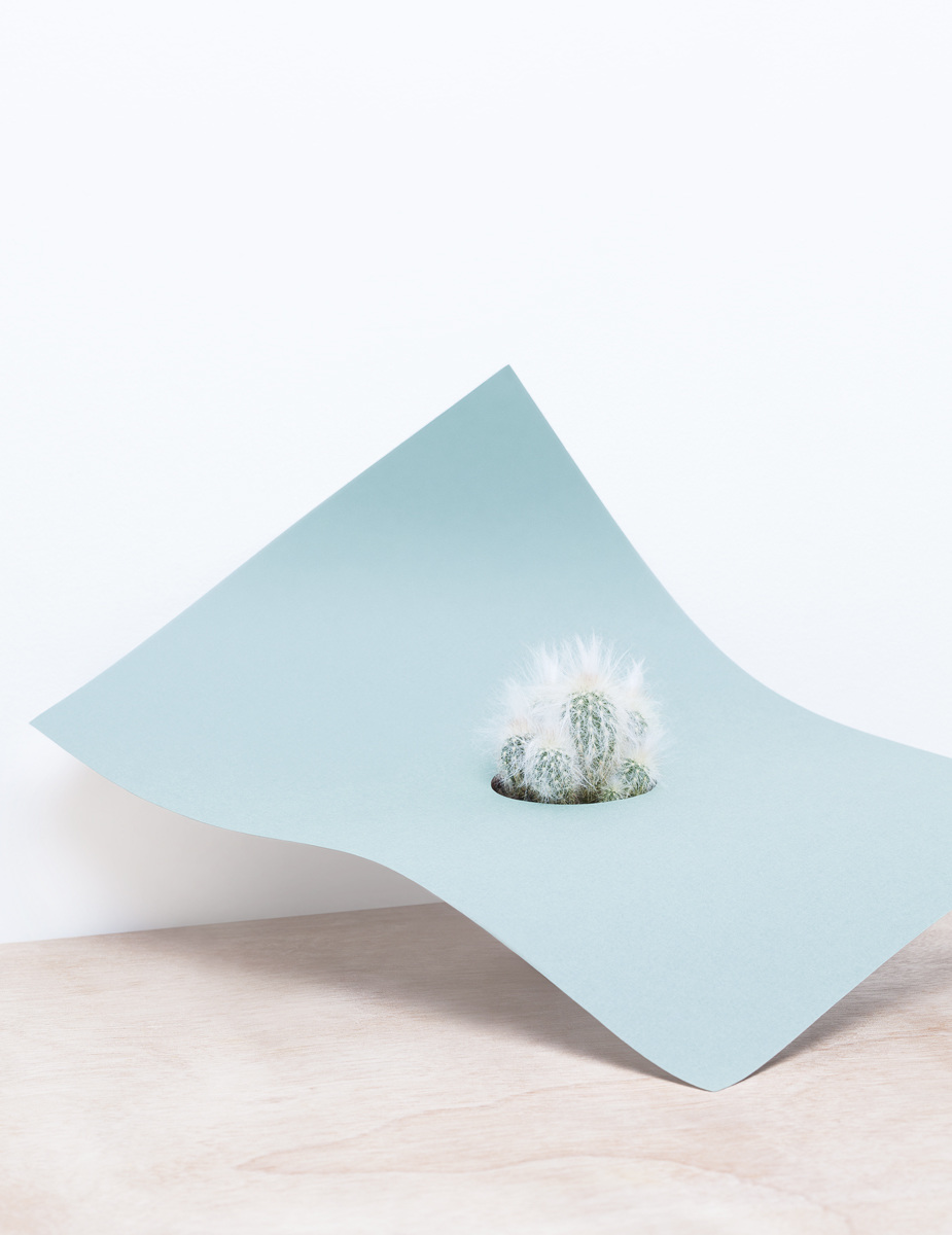 plant_paper.jpeg - Martina Lang | photography & art direction