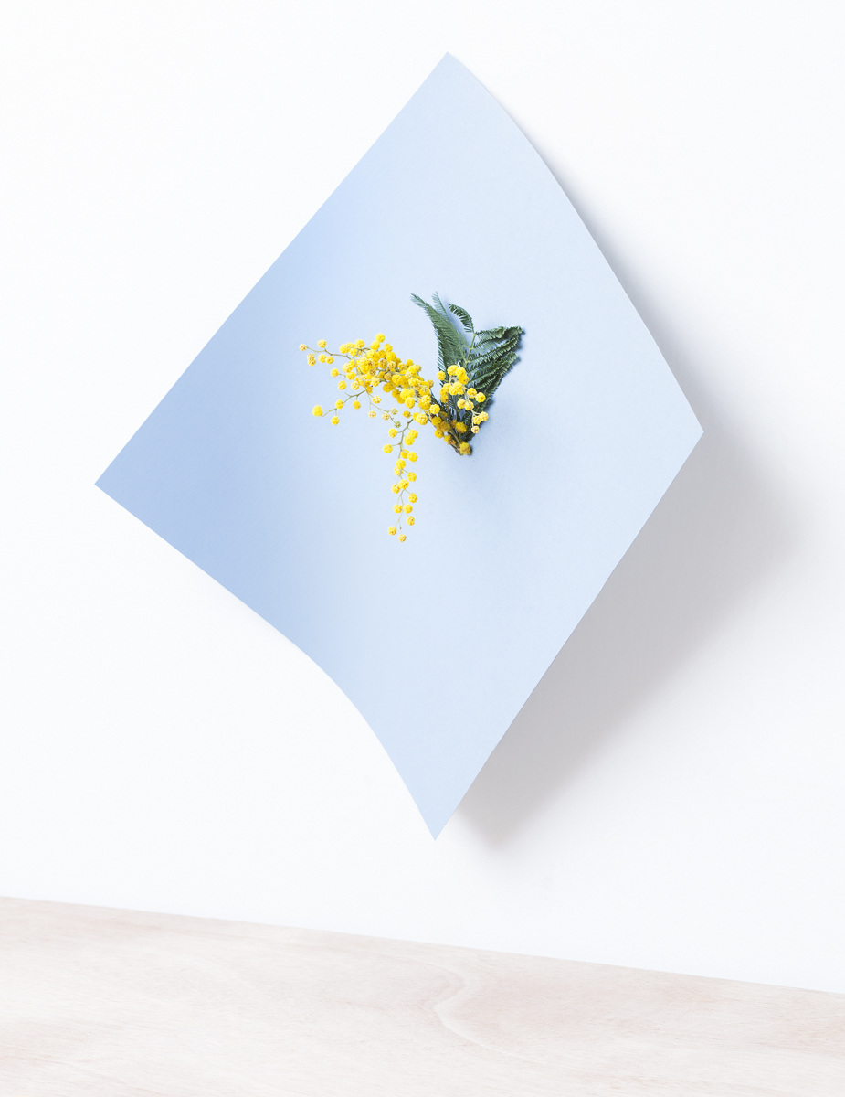 plant_paper.jpeg - Martina Lang | photography & art direction