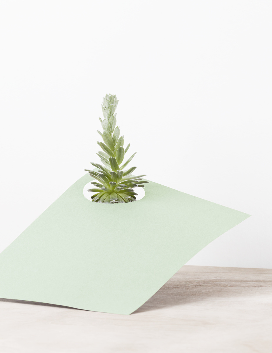 plant_paper.jpeg - Martina Lang | photography & art direction