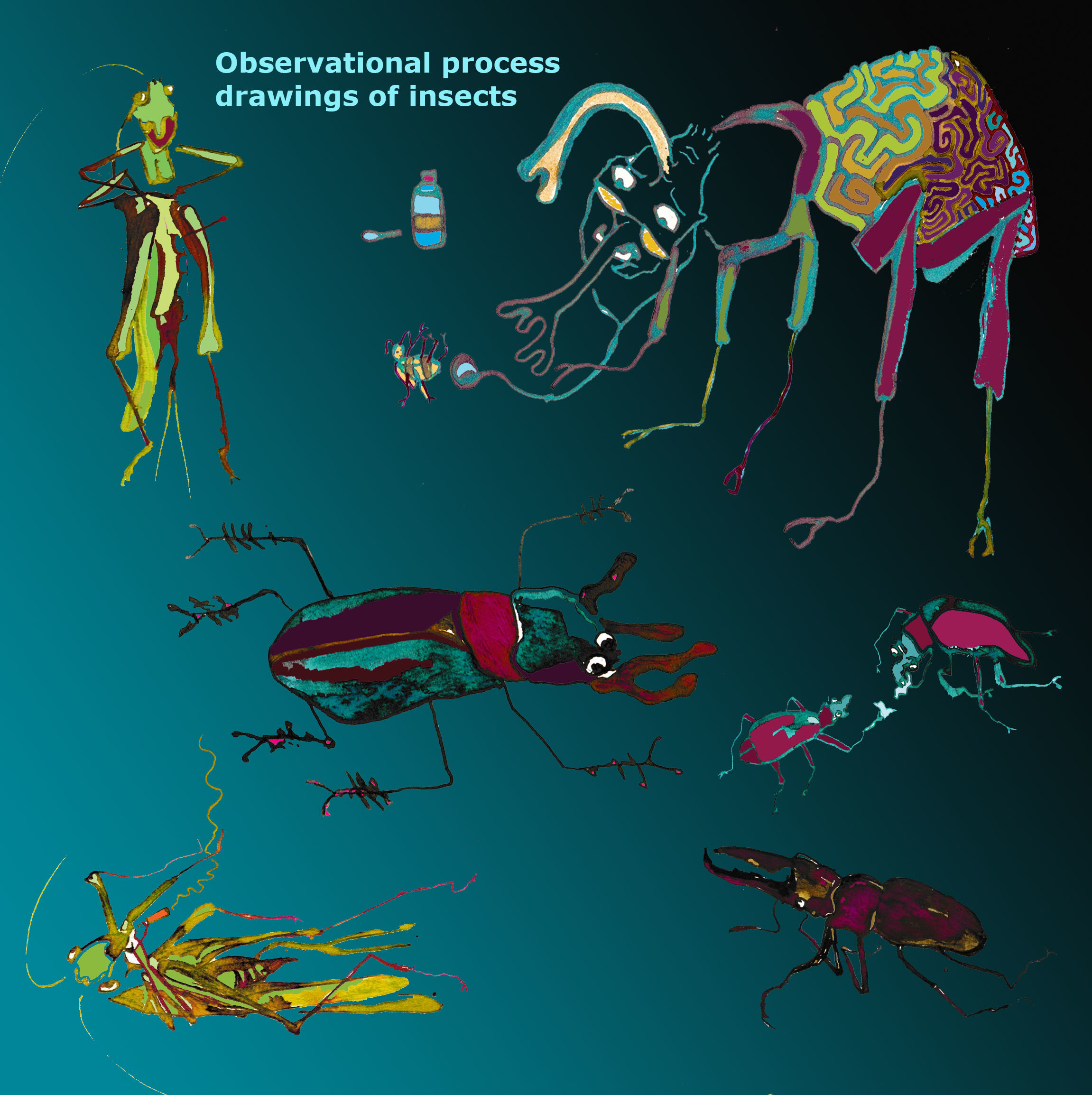 Insect Process Drawings - Arabella Murray-Nag