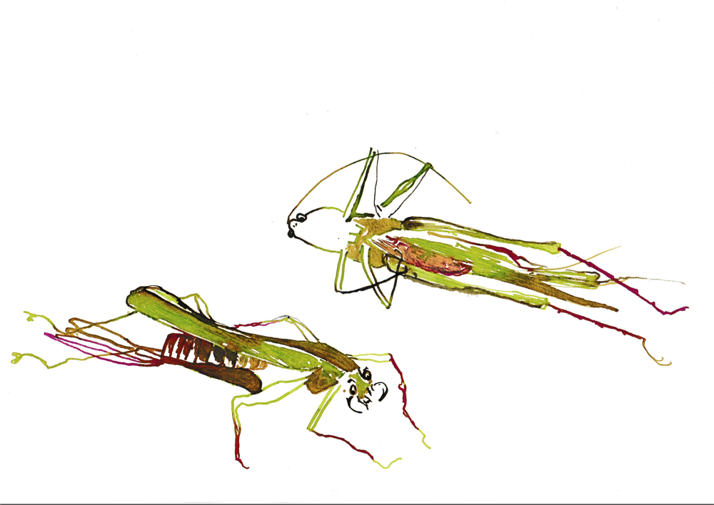 Insect Process Drawings - Arabella Murray-Nag