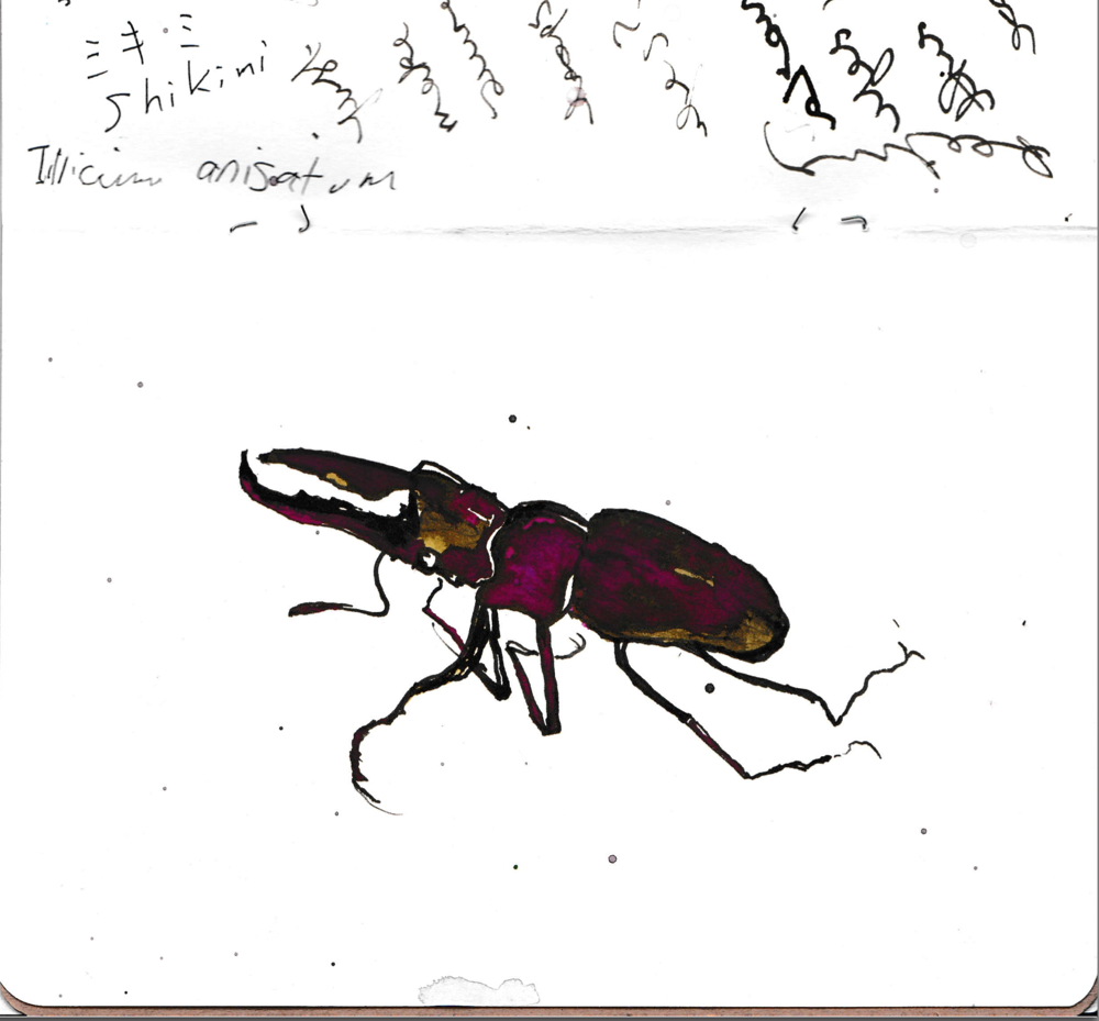 Insect Process Drawings - Arabella Murray-Nag