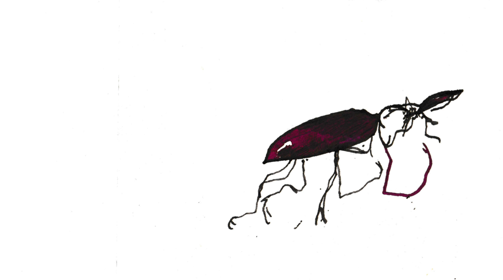 Insect Process Drawings - Arabella Murray-Nag