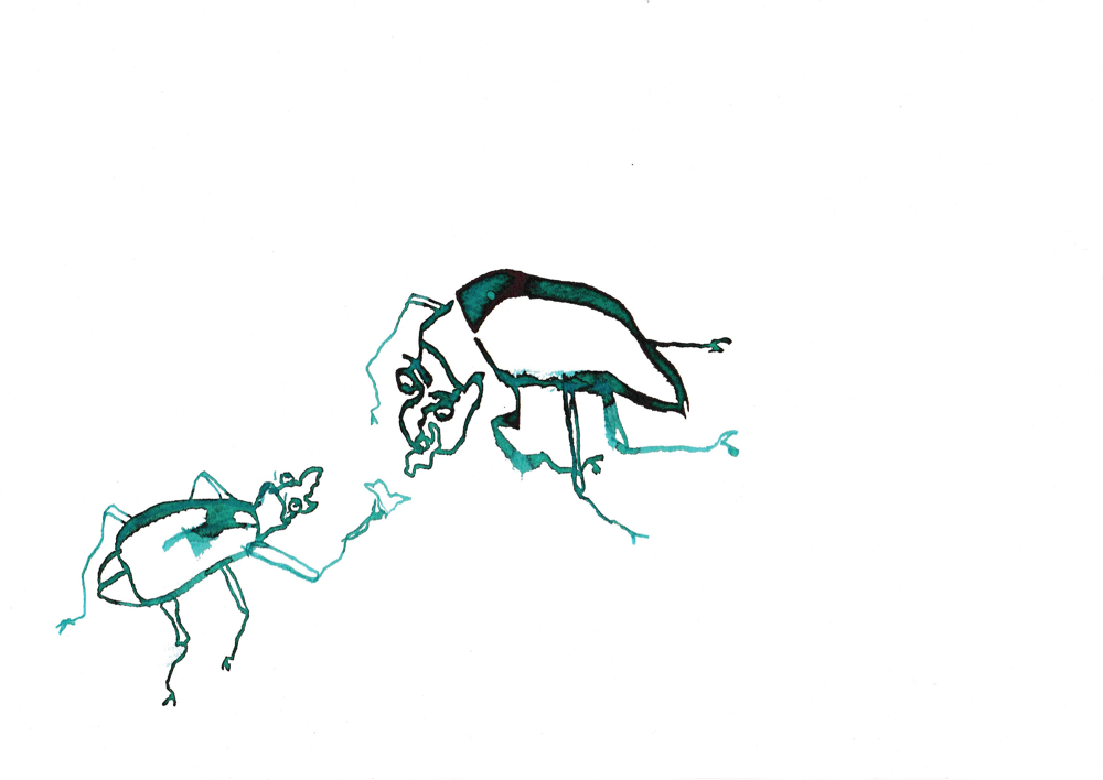 Insect Process Drawings - Arabella Murray-Nag
