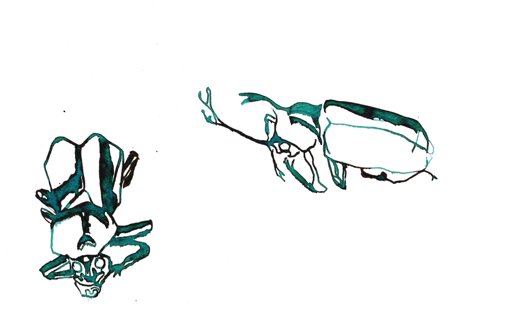 Insect Process Drawings - Arabella Murray-Nag