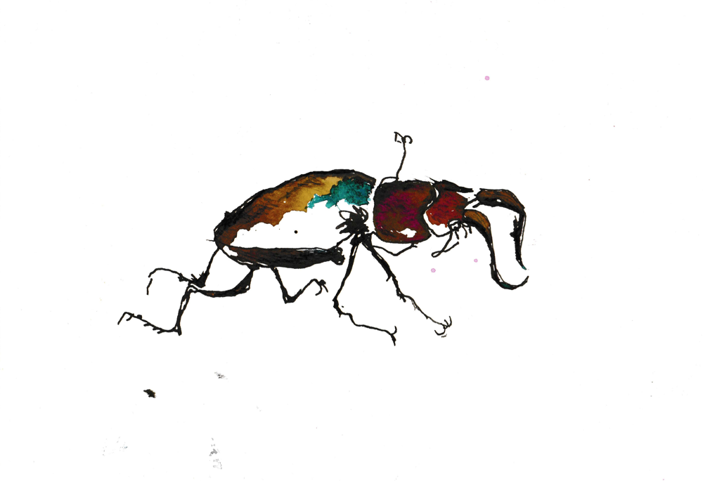 Insect Process Drawings - Arabella Murray-Nag