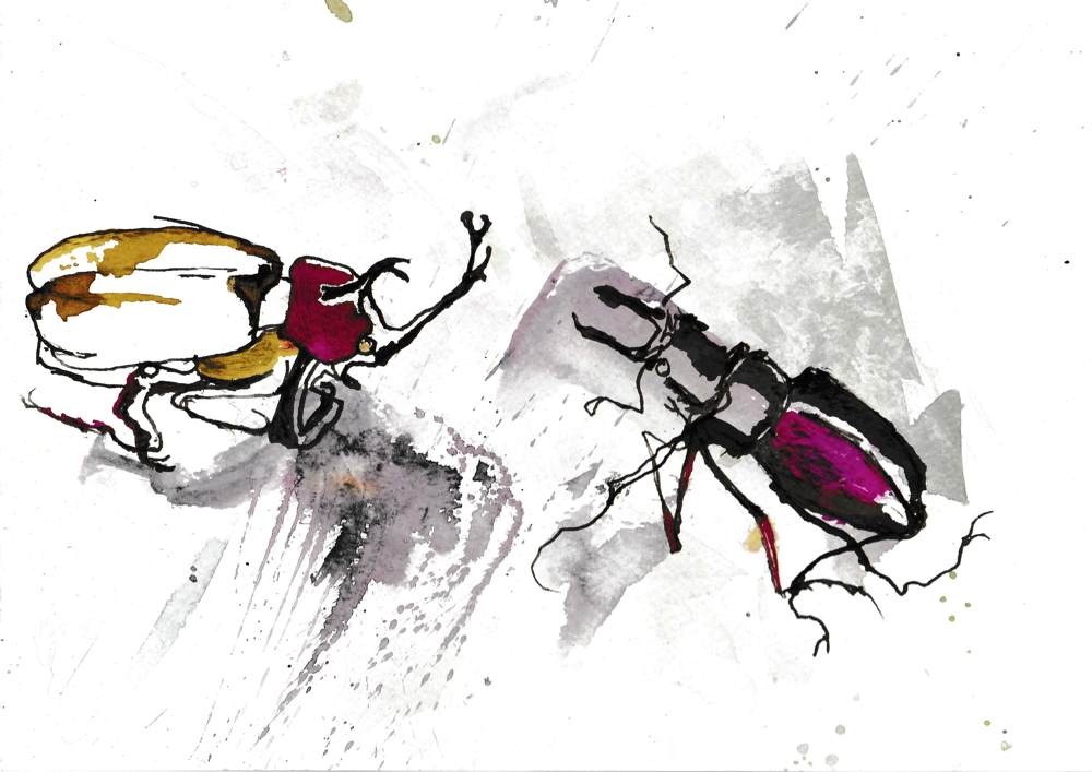 Insect Process Drawings - Arabella Murray-Nag