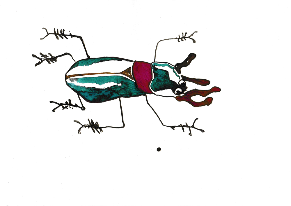 Insect Process Drawings - Arabella Murray-Nag