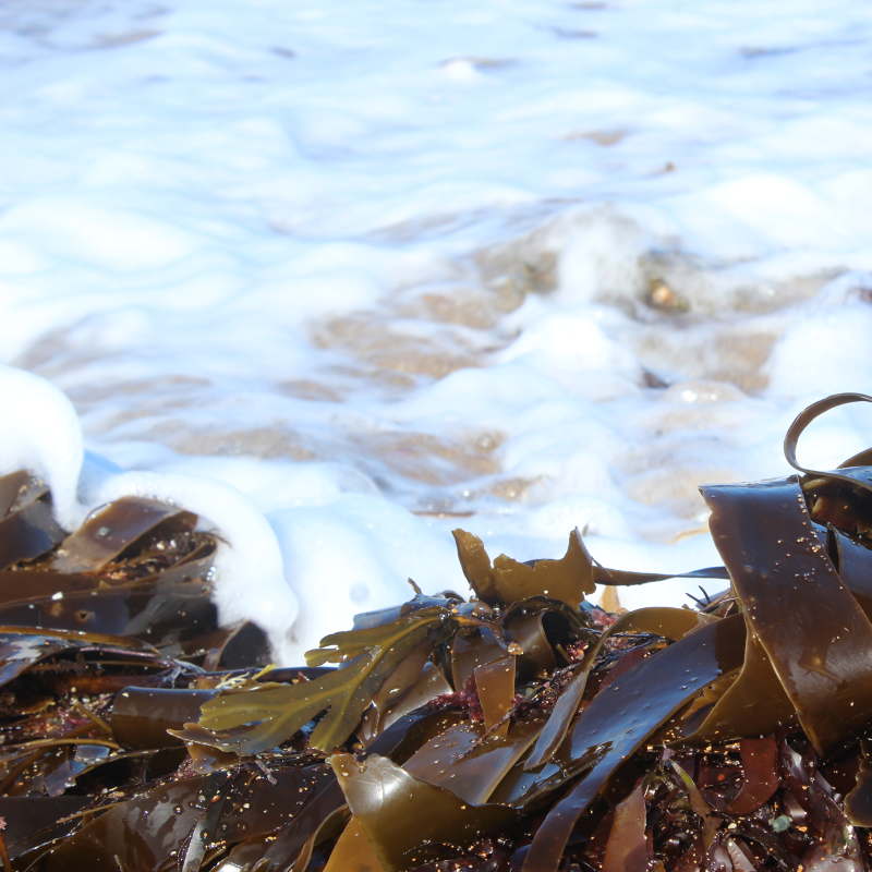 Lí Ban: Life Below Water - Sorcha Boyle
