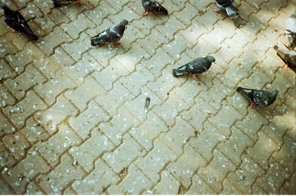 run round like a blue-arsed fly - Kıvılcım Güngörün
