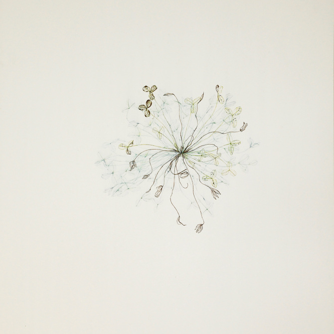 Lesser Trefoils - Róisín Lewis