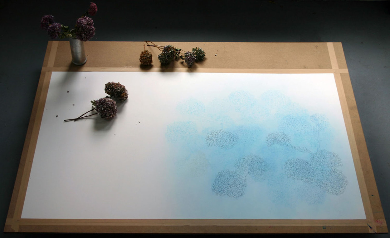 Perennial Drawings - Róisín Lewis