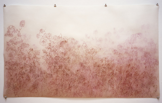 Perennial Drawings - Róisín Lewis