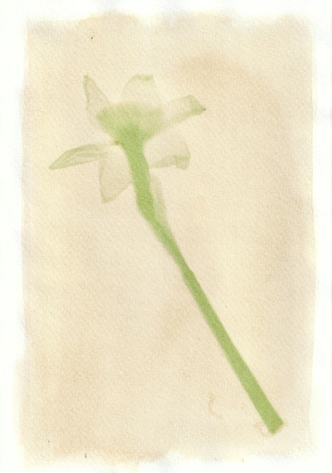 Covid-19 Plant Prints - Tim Boddy Photography