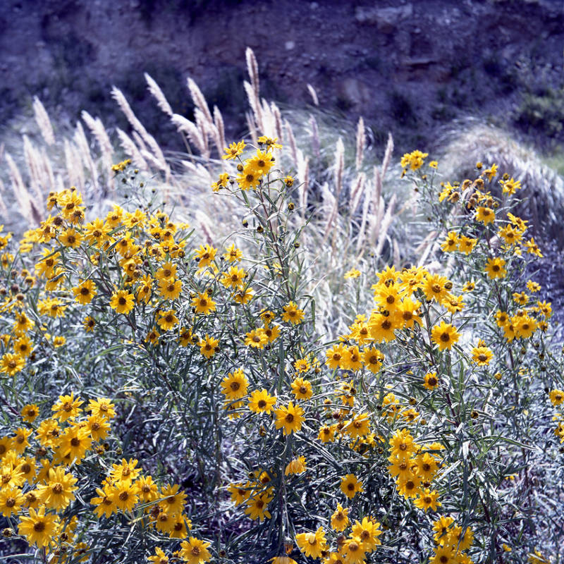 Pacha - German Paley - Photography