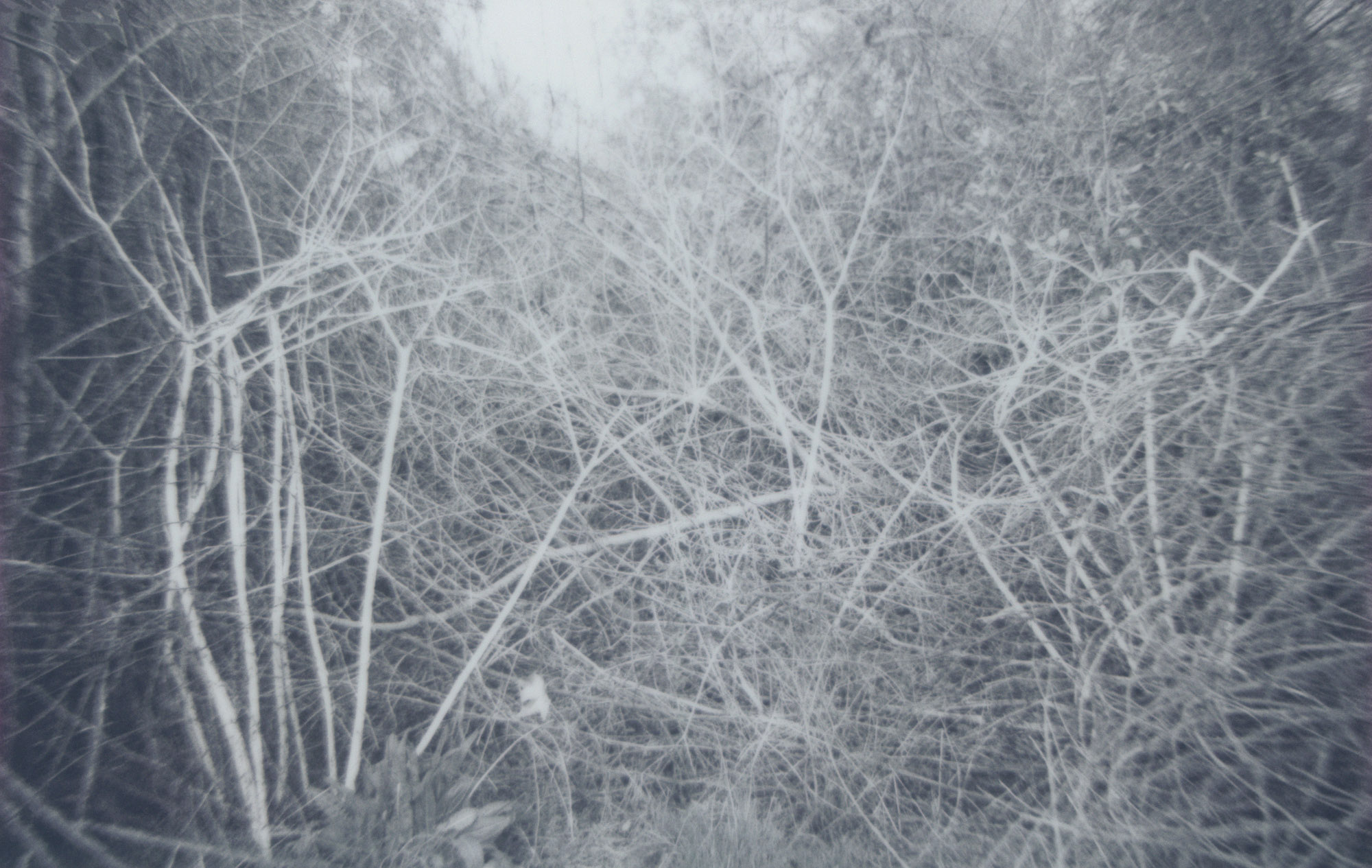 Woodland - John Brian King