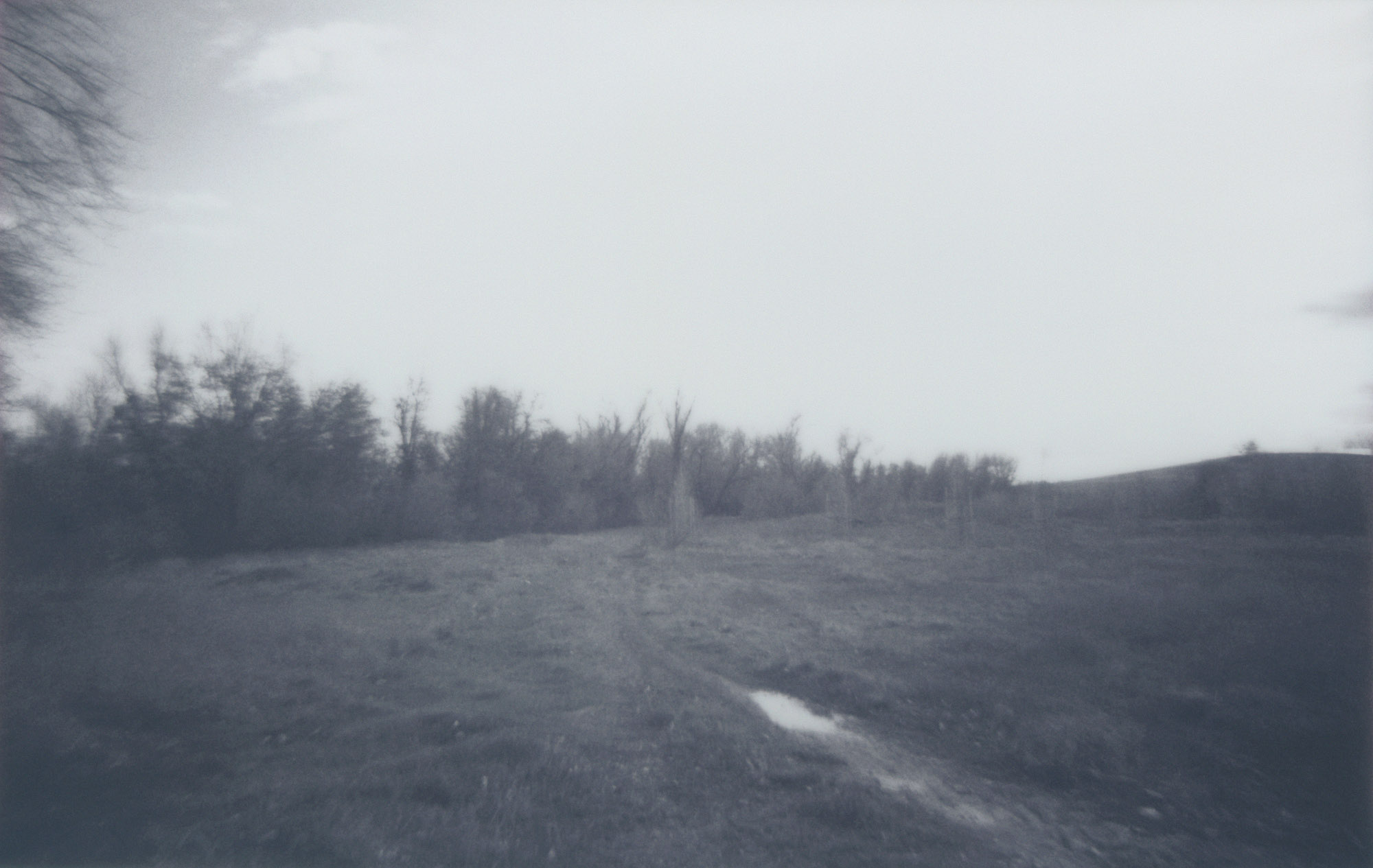 Woodland - John Brian King