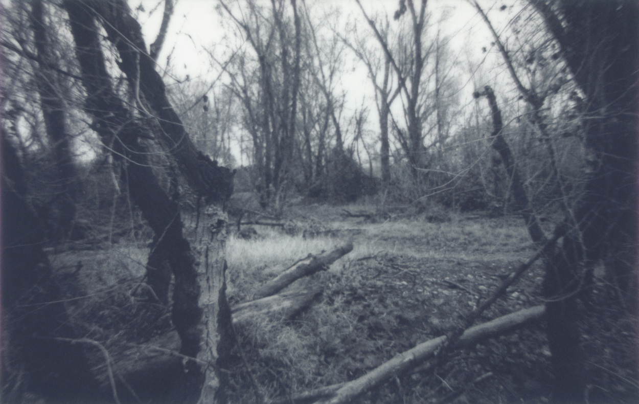 Woodland - John Brian King