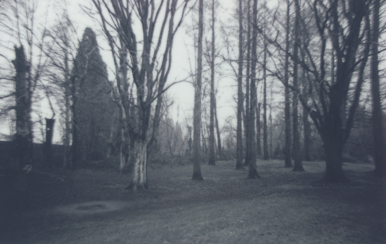 Woodland - John Brian King