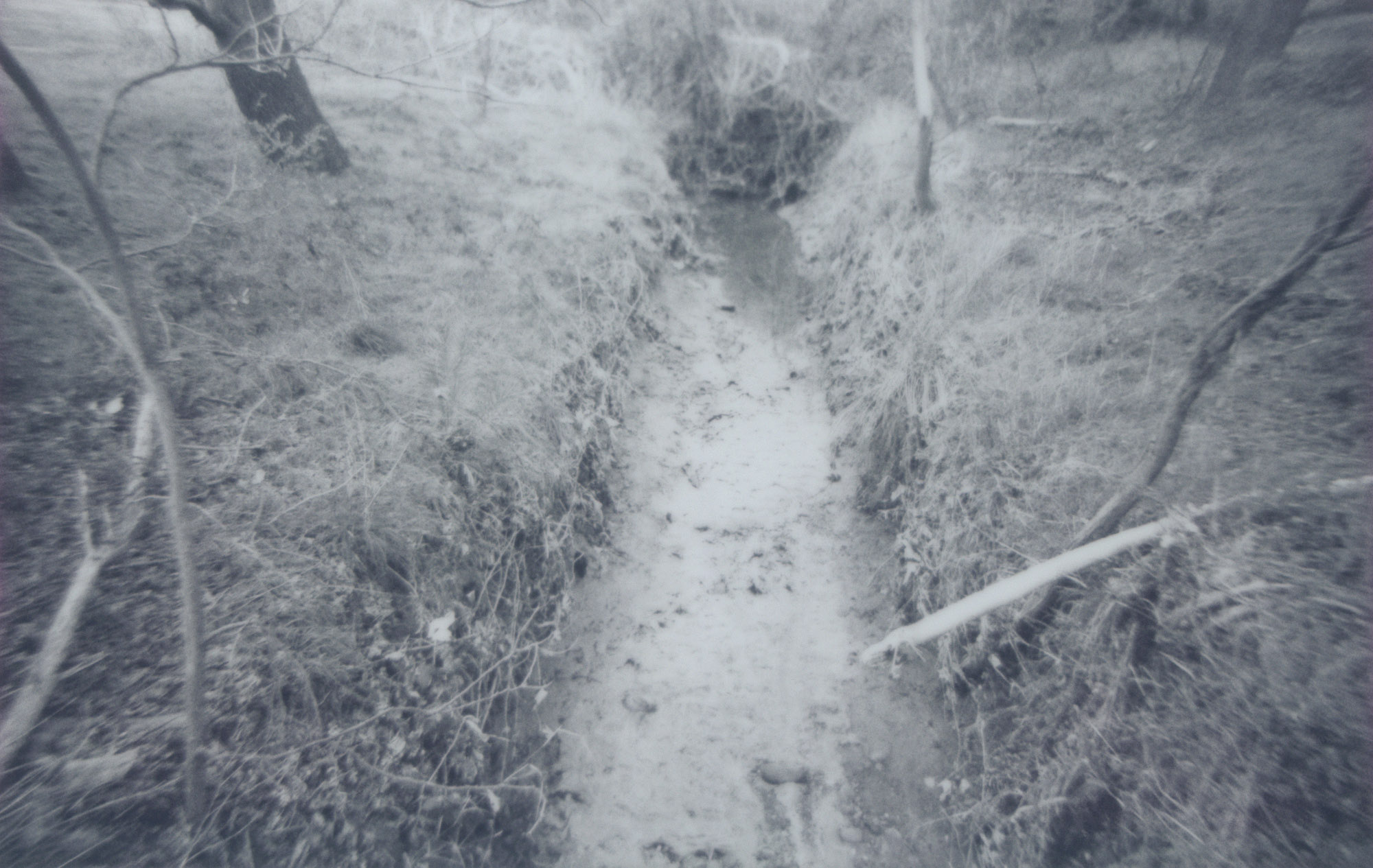 Woodland - John Brian King