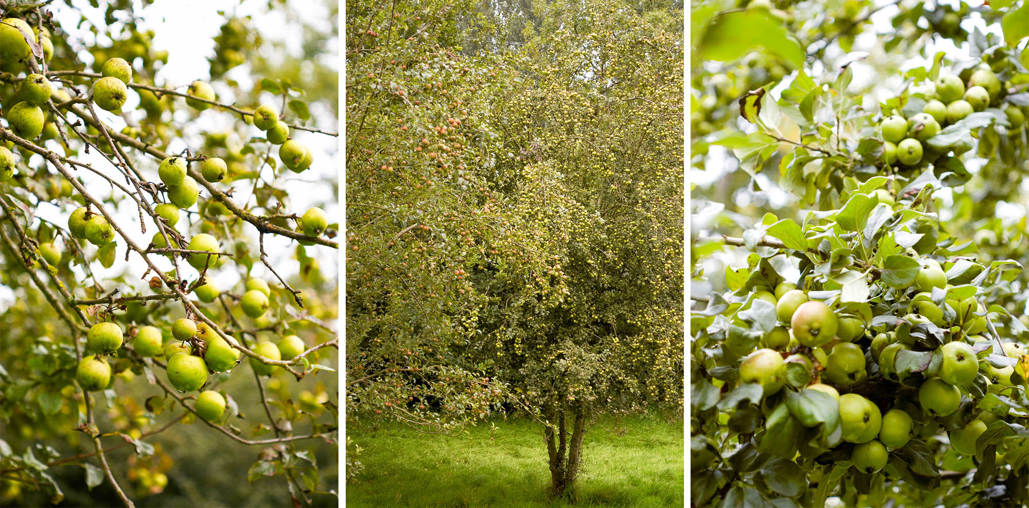 Charles Darwin's Apple Orchard - nathaniel