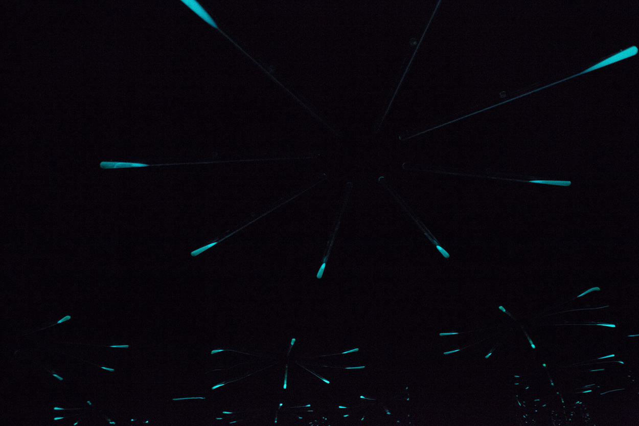 One Luminous Dot - Teresa van Dongen