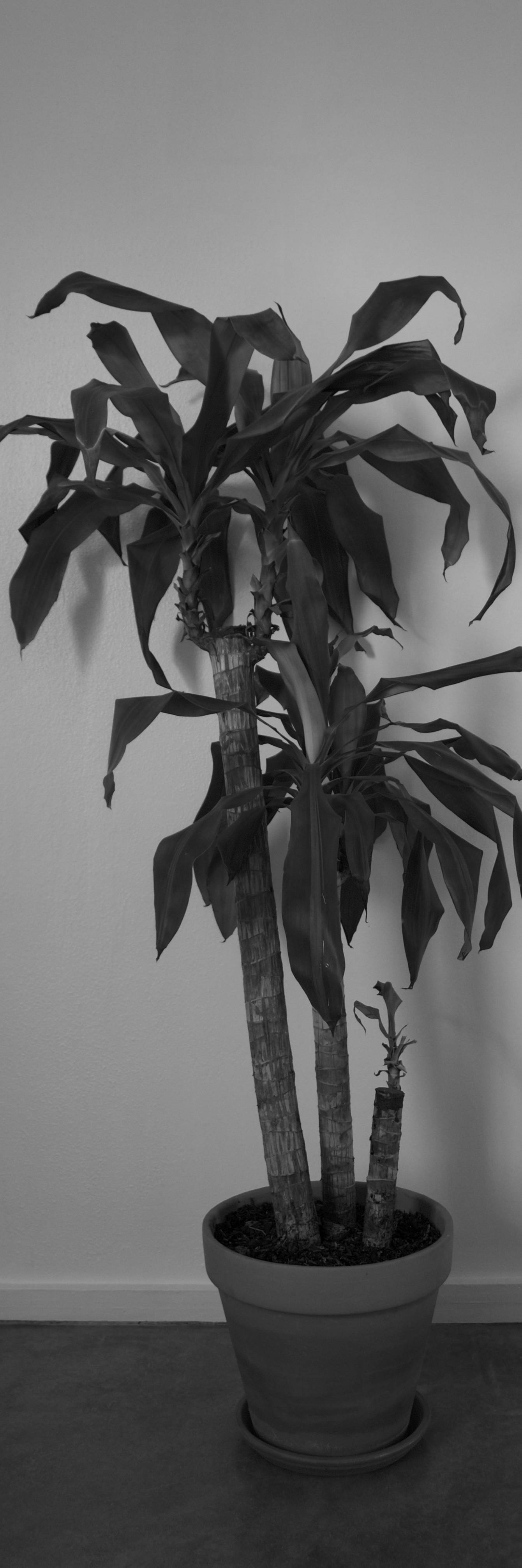 Temporary Monument - Jason Urban