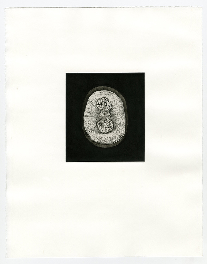 SHELLS - Brooke Ann Inman