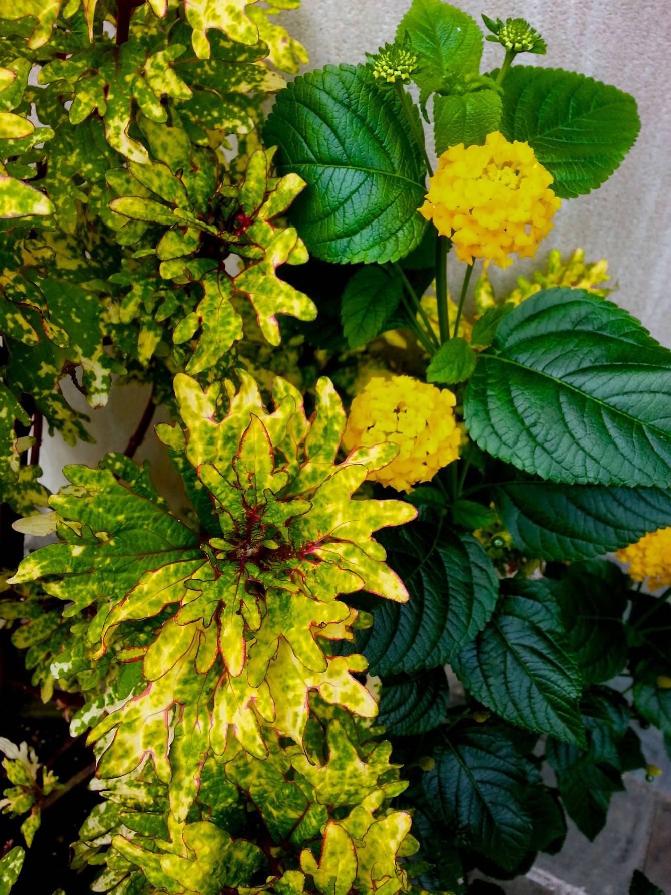 Francis Bitonti Studio