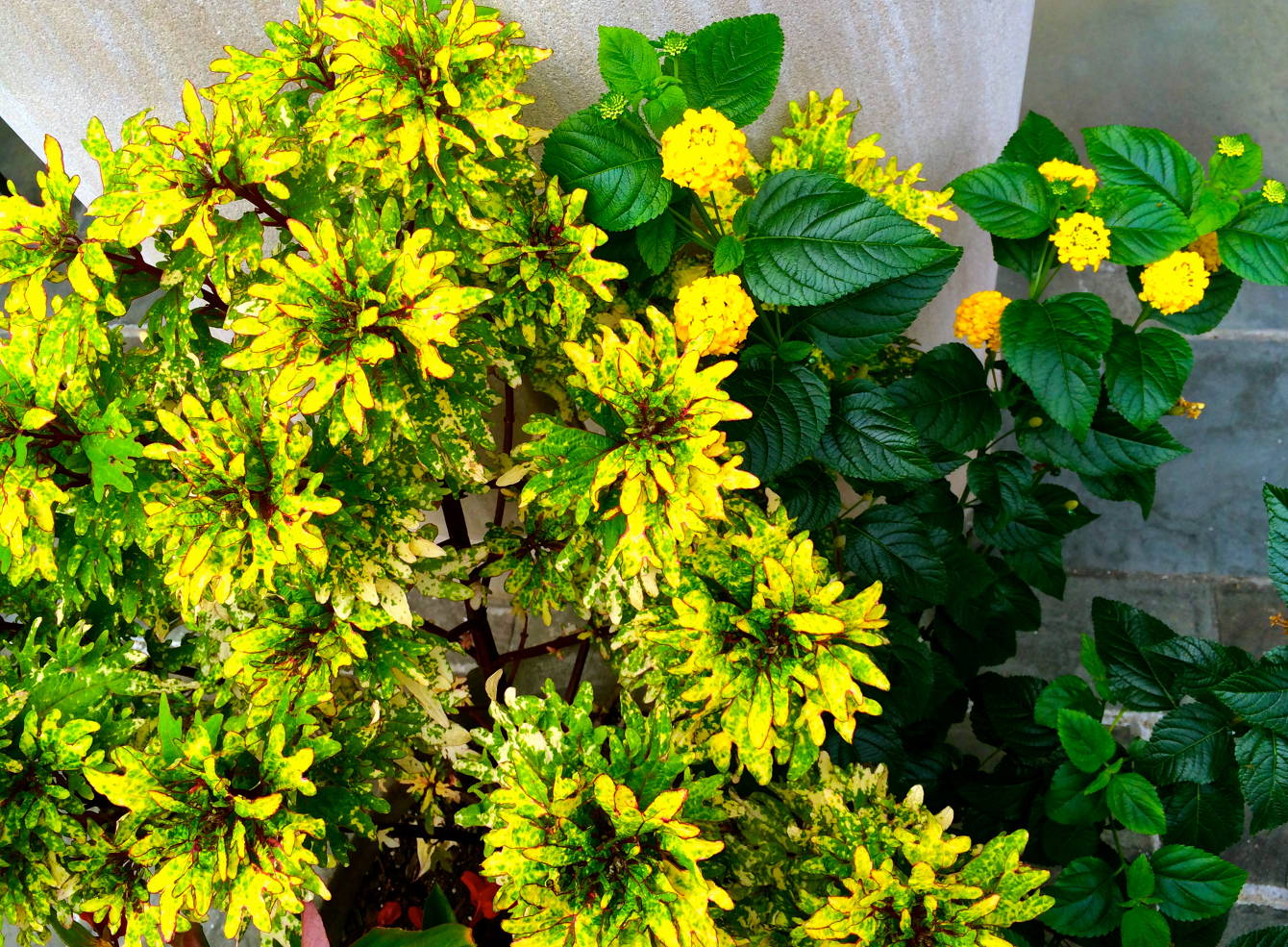 Francis Bitonti Studio