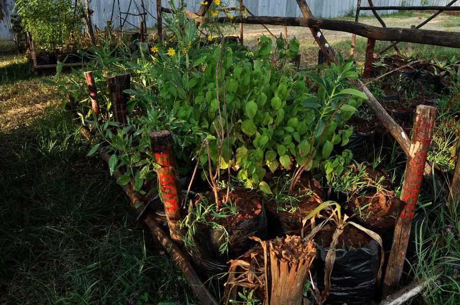 Amhara National Regional State | Abba Architects | Native Plant Nursery ...