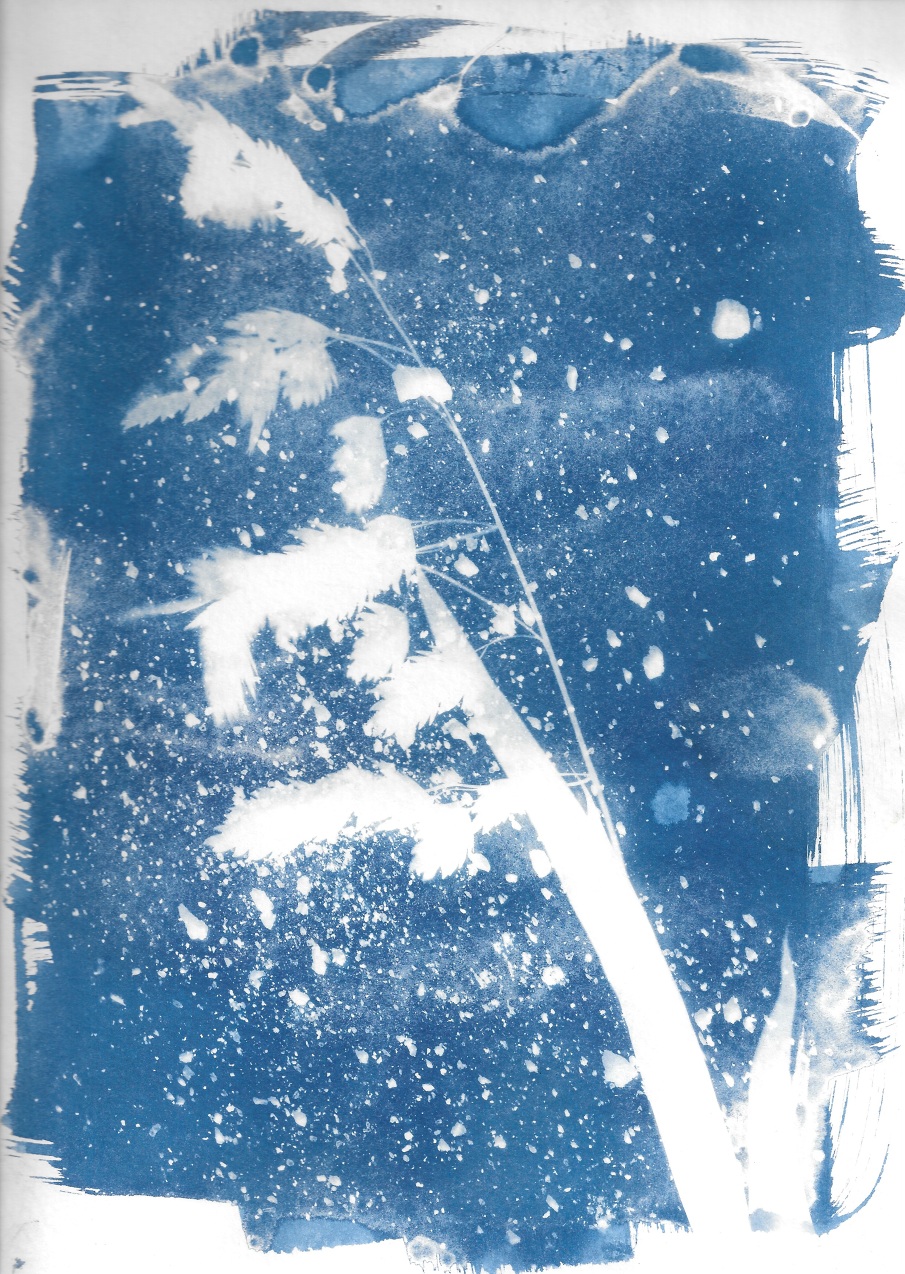 Project 3: Pinhole, Photograms, & Cyanotypes - Becca Ray