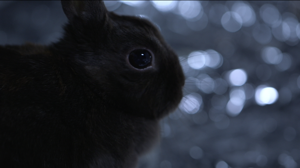 Les dauphins aussi peuvent se reconnaître dans le miroir - Chélanie