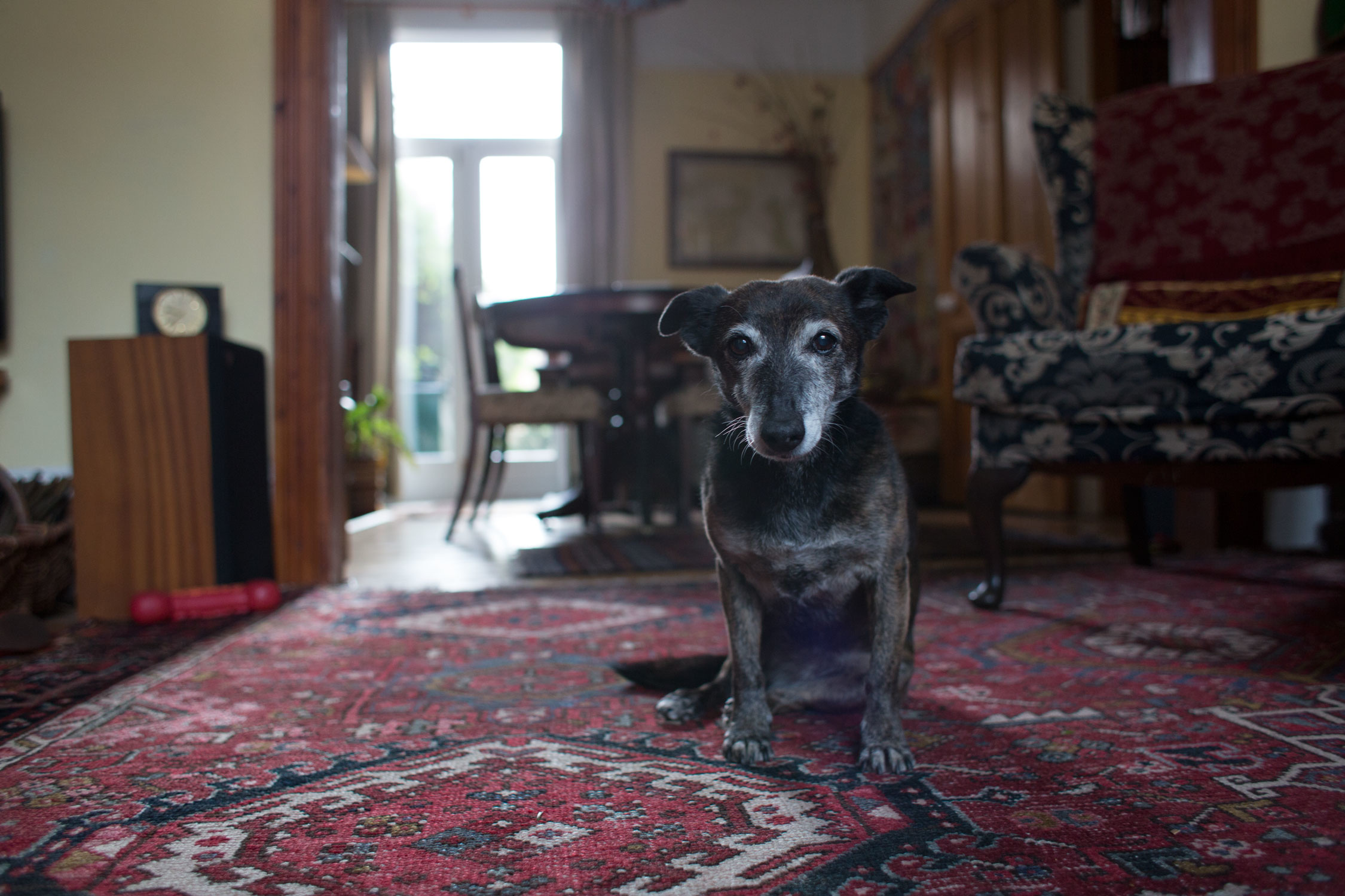 Old mutts - Portraits of old mongrel dogs at home. (slideshow ...