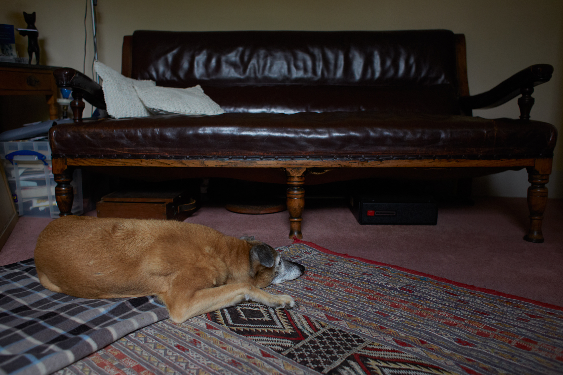 Old mutts - Portraits of old mongrel dogs at home. (slideshow ...