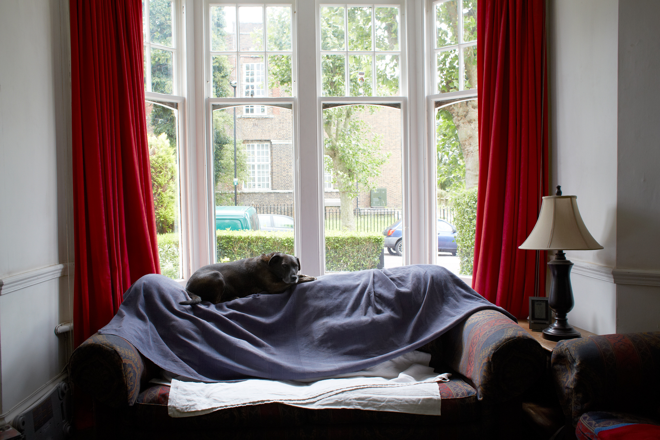 Old mutts - Portraits of old mongrel dogs at home. (slideshow ...