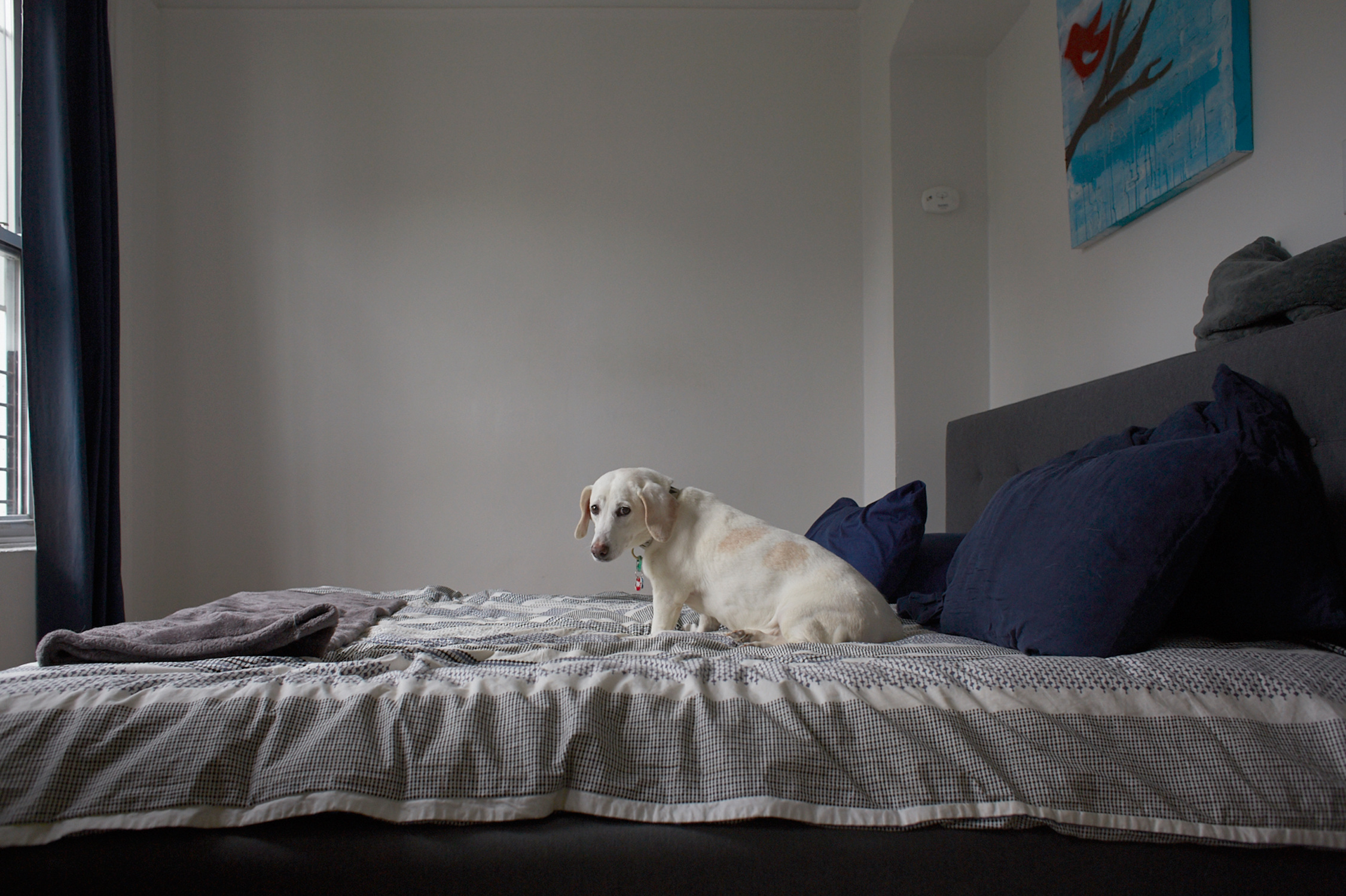 Old mutts - Portraits of old mongrel dogs at home. (slideshow ...