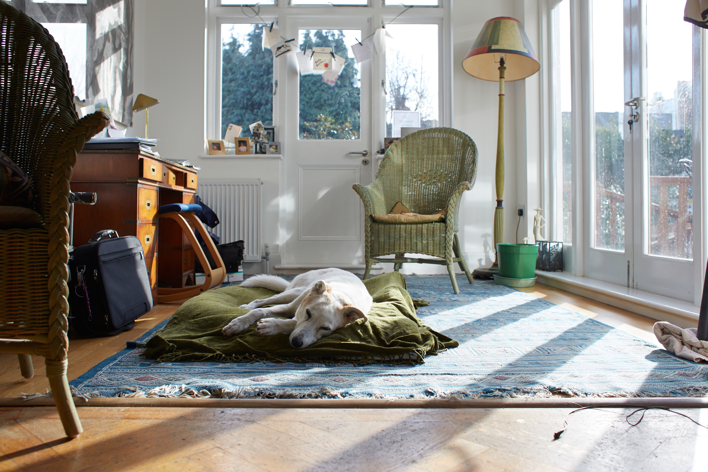 Old mutts - Portraits of old mongrel dogs at home. (slideshow ...