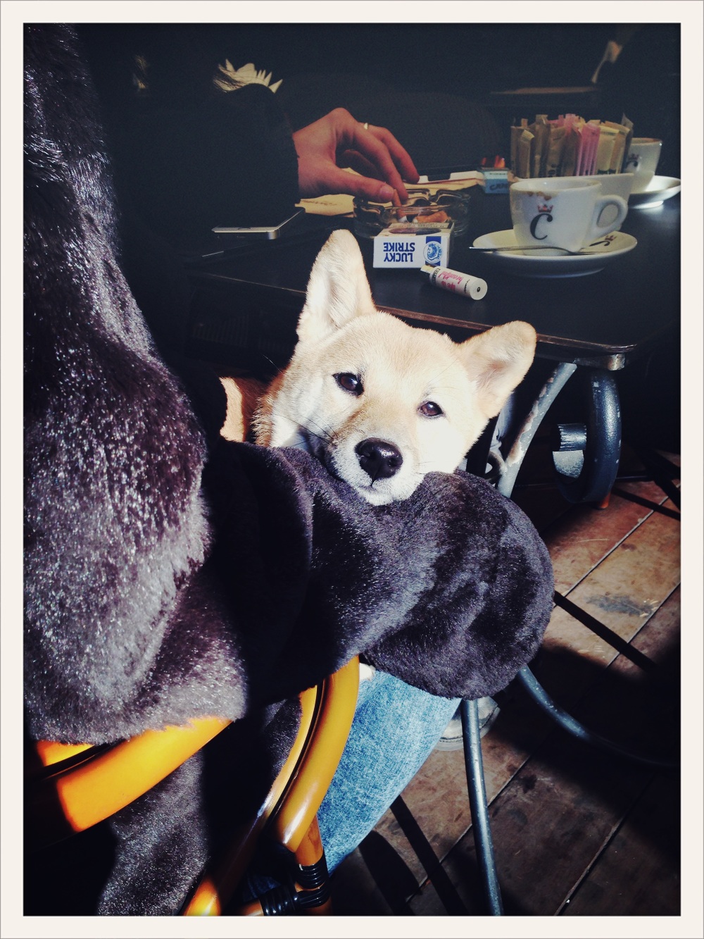 Canini - raybanhoff.com