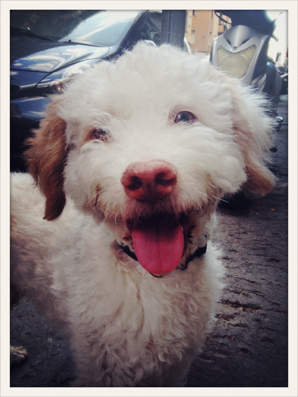 Canini - raybanhoff.com