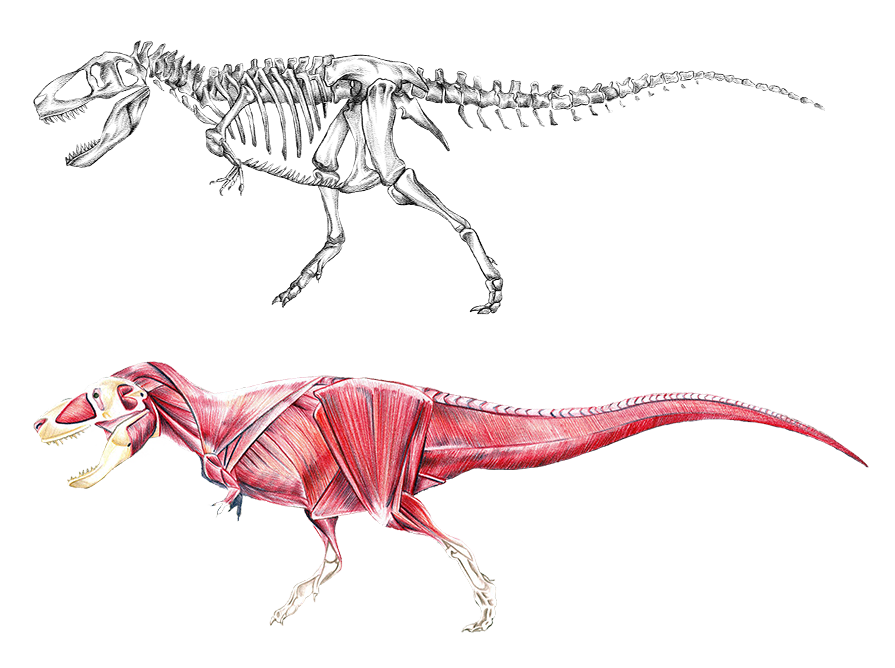 Dinosaur Anatomy App - Jenny Campbell Illustration