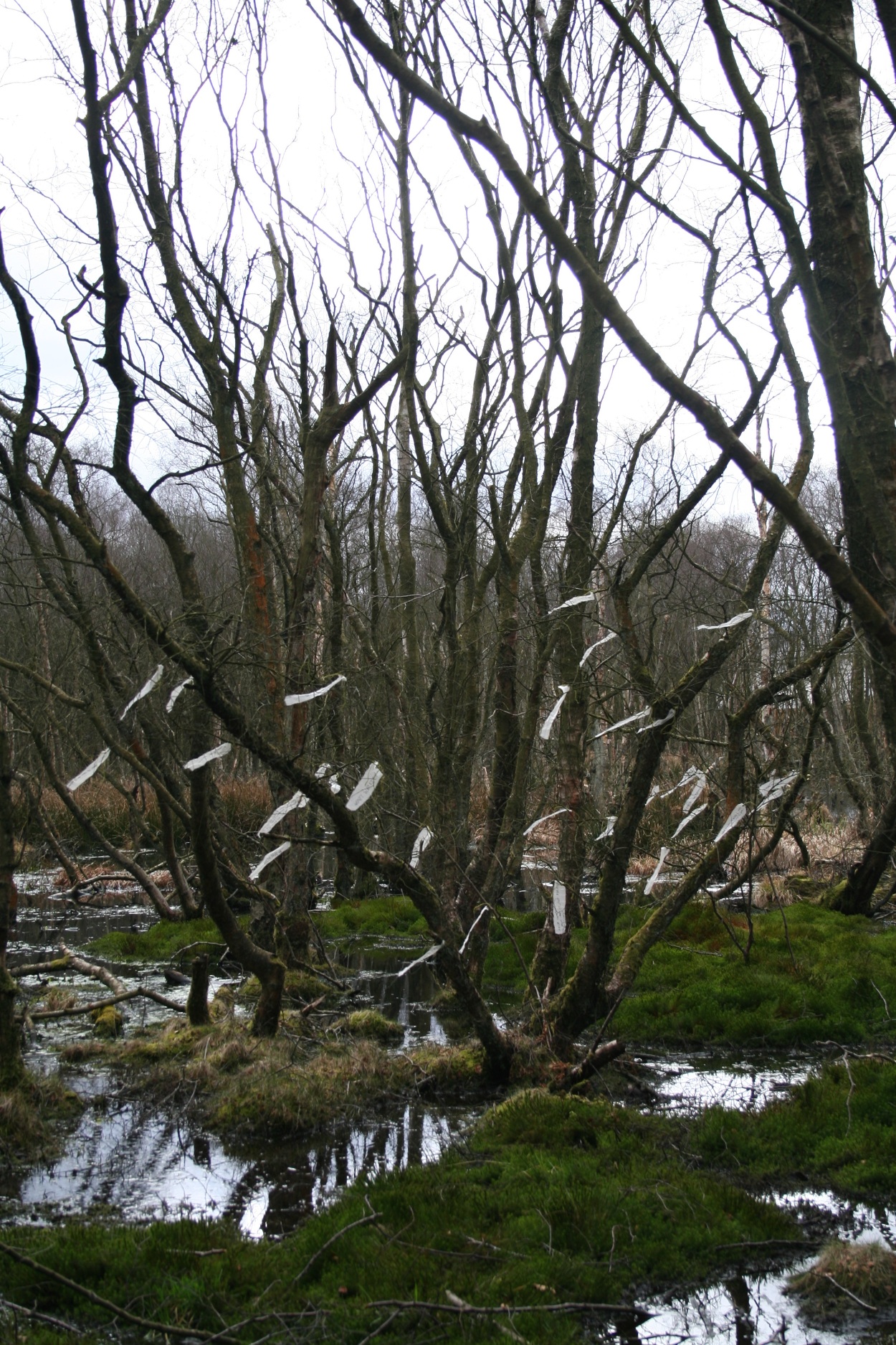 The Clootie Tree - Amy Rosa