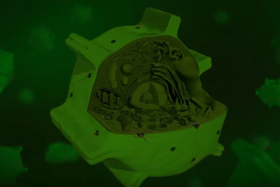 Plant Cell Animation - Zac Swanson 3D Artist and Graphic Designer