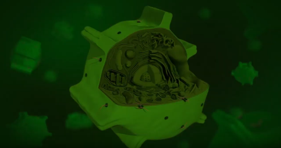 Plant Cell Animation - Zac Swanson 3D Artist and Graphic Designer