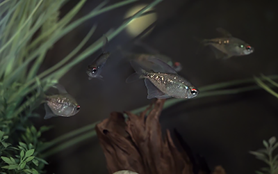 A Visit to the Dallas World Aquarium - Land Animals & Freshwater Fish ...