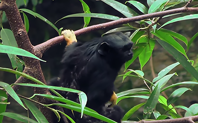 A Visit to the Dallas World Aquarium - Land Animals & Freshwater Fish ...