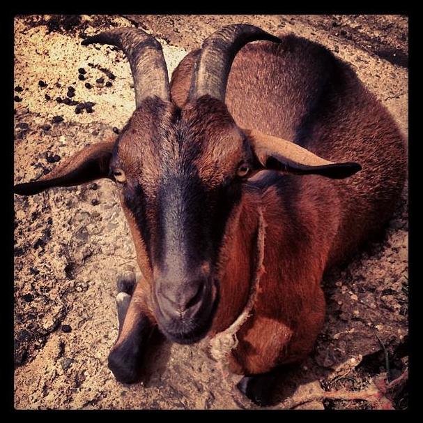 Iphoneography - Claudia Quigua