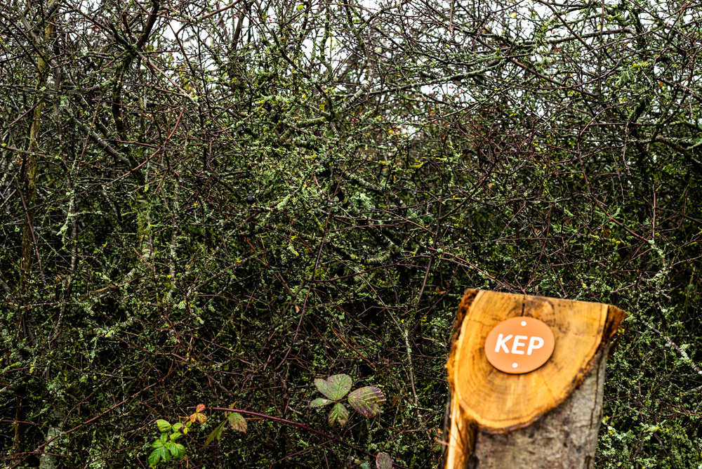 rewilding project Knepp Wildland UK, late autumn 2019 - Mary Hutchinson