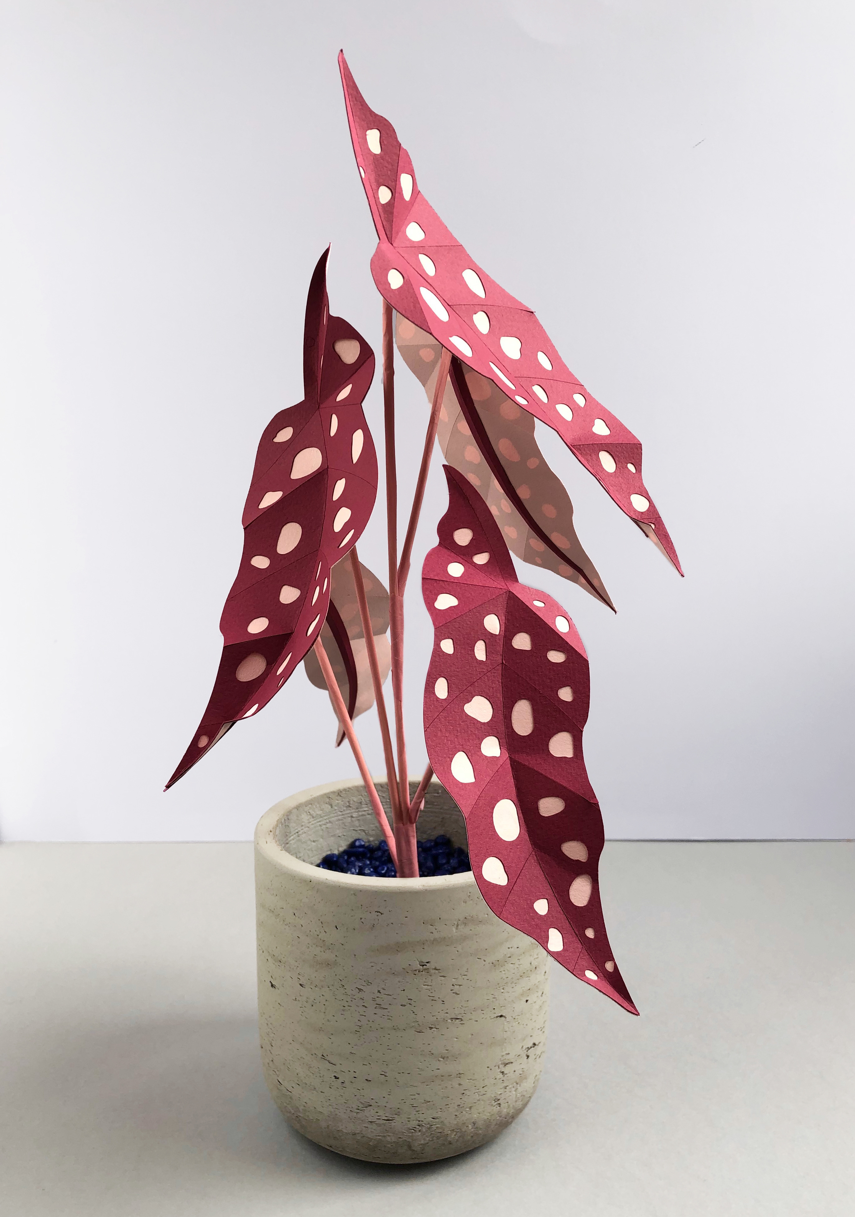 Brazen Botany - Caroline Byrne