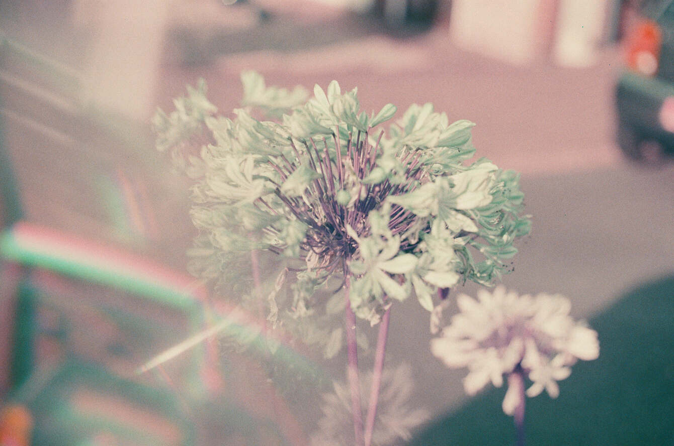 Botany - Kanahaya Alam